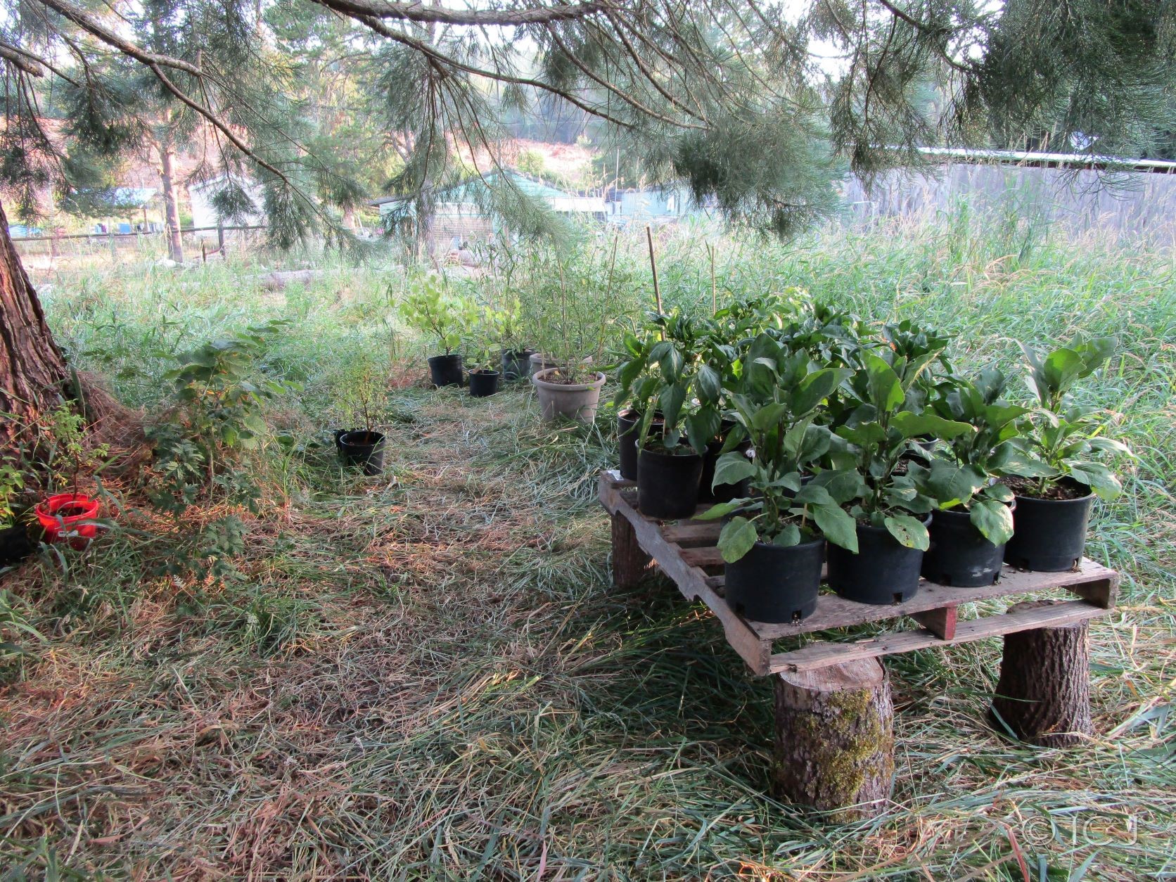 Camp Ratatouille – EDGEWILD FARM